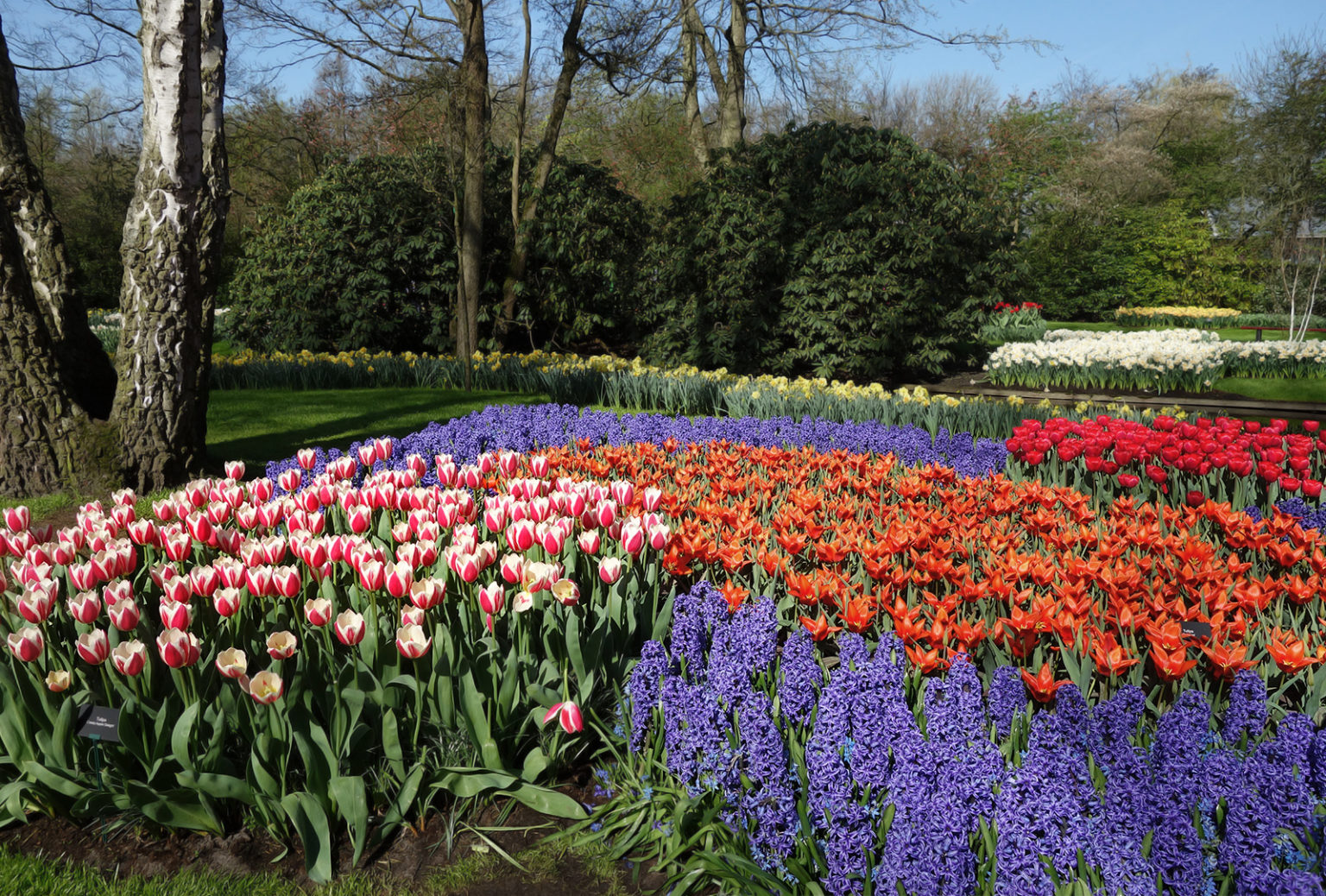 Keukenhof: Legendary Garden of Tulip Country — Не галопом по Европам